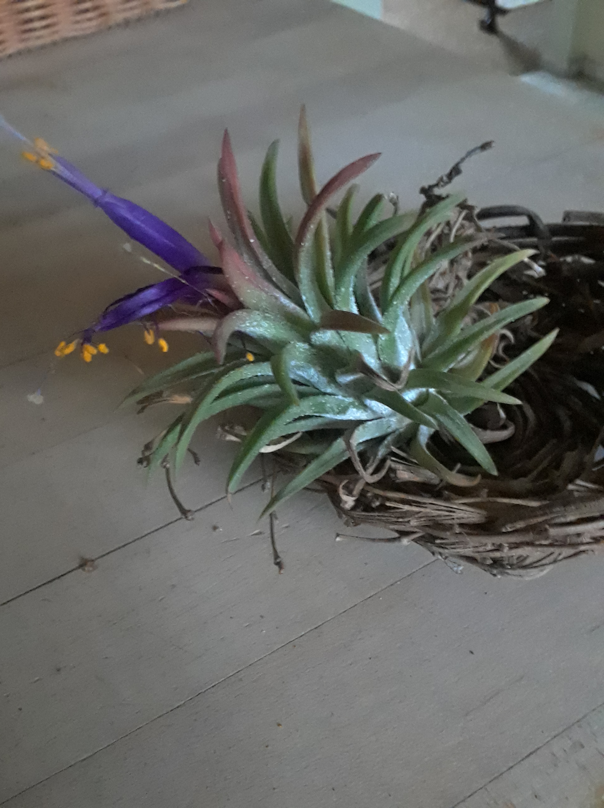 air palnt 2021 Jan. – Copy – The Gardens at Gantz Farm